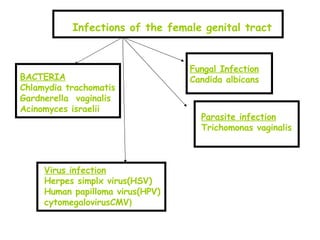 female genital tract infection | PPT