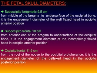 Gggggfemale-pelvis-fetal-skull-lecture_2.pdf