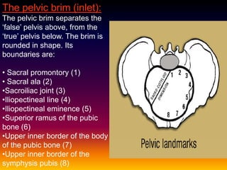 Gggggfemale-pelvis-fetal-skull-lecture_2.pdf