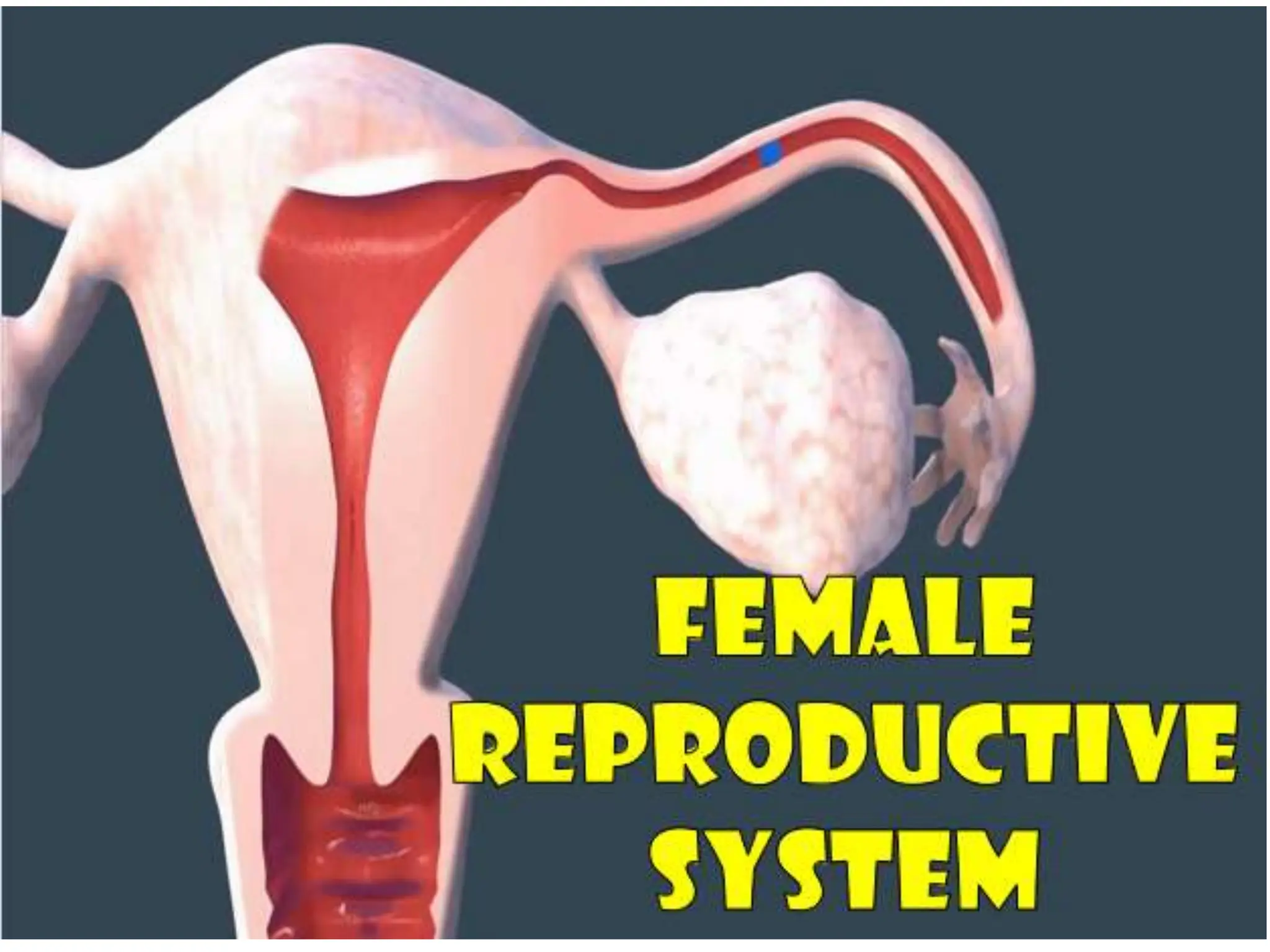 Female Reproductive System and Functions | PPT