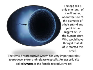Female Reproductive System and Functions | PPTX