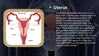 REPRODUCTION OF WOMANS BODY AND ITS FUNCTON | PPTX
