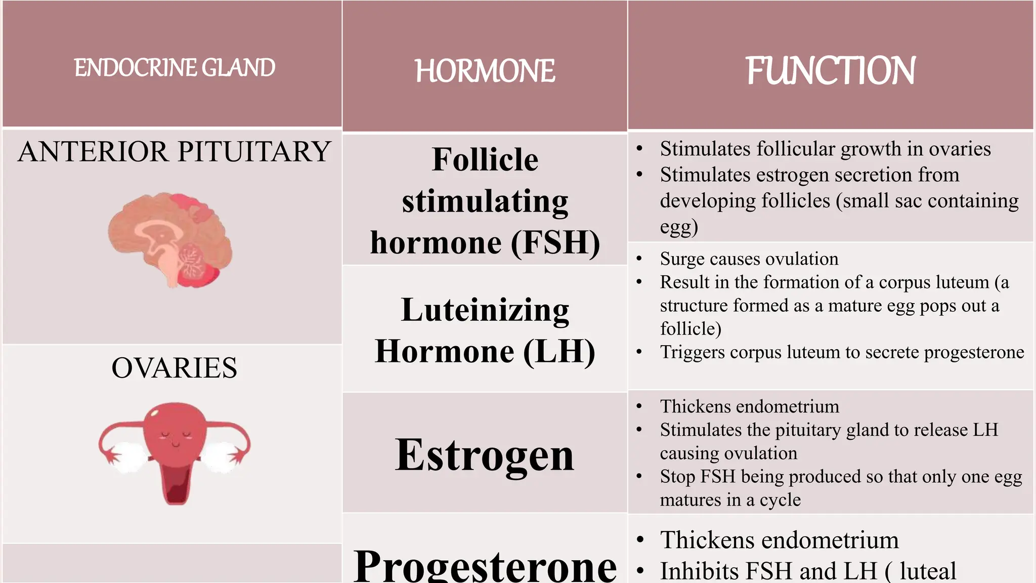 Female-reproductive-system-and-the-menstrual-cycle (1).pptx