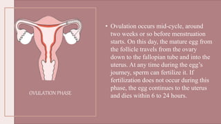 Female-reproductive-system-and-the-menstrual-cycle (1).pptx