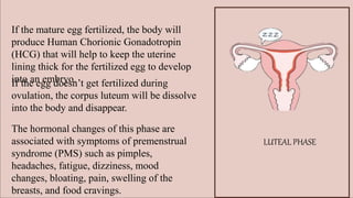 Female-reproductive-system-and-the-menstrual-cycle (1).pptx