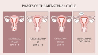 Female-reproductive-system-and-the-menstrual-cycle (1).pptx | Menopause ...