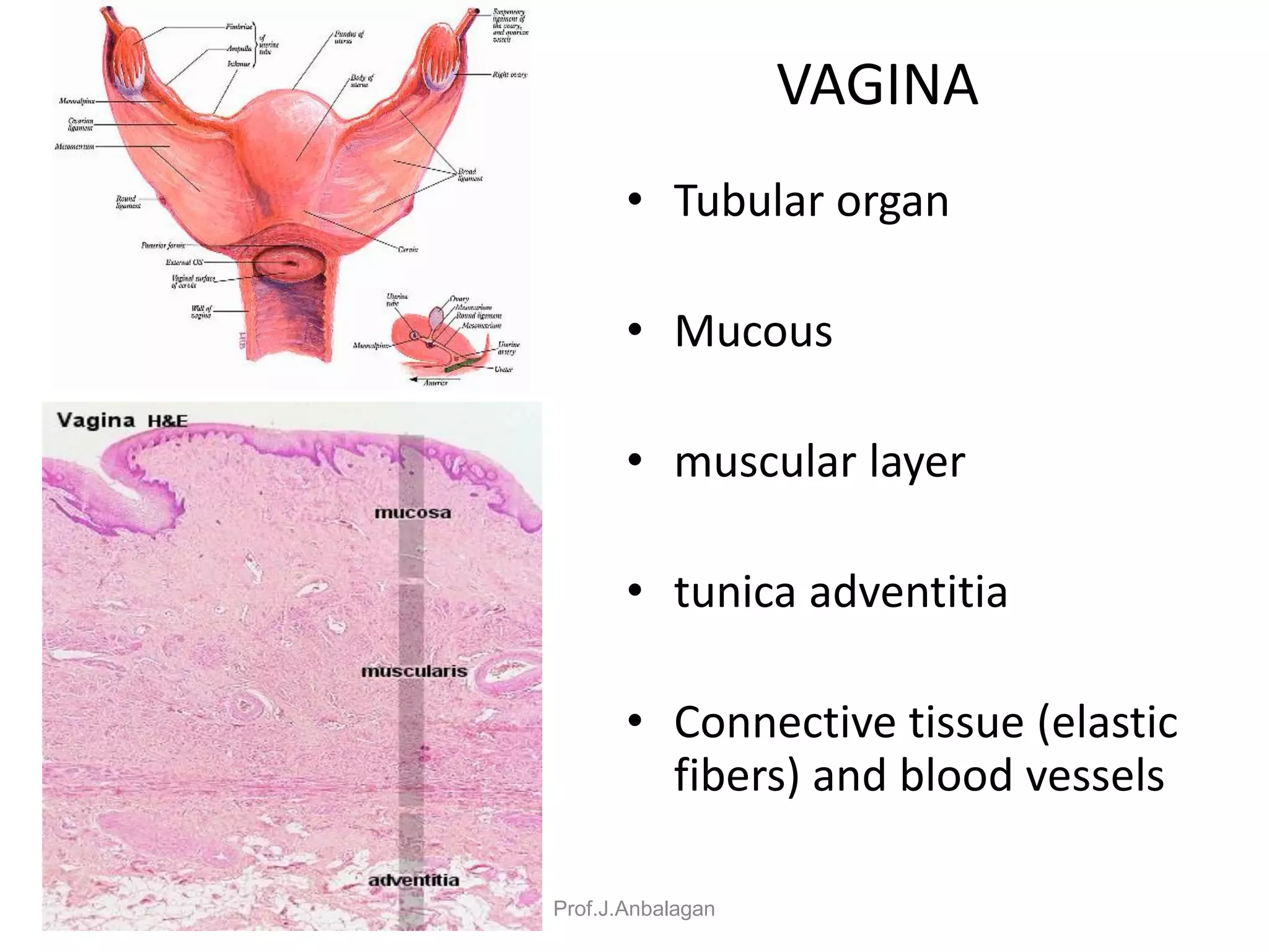 Female reproductive system1 copy | PDF