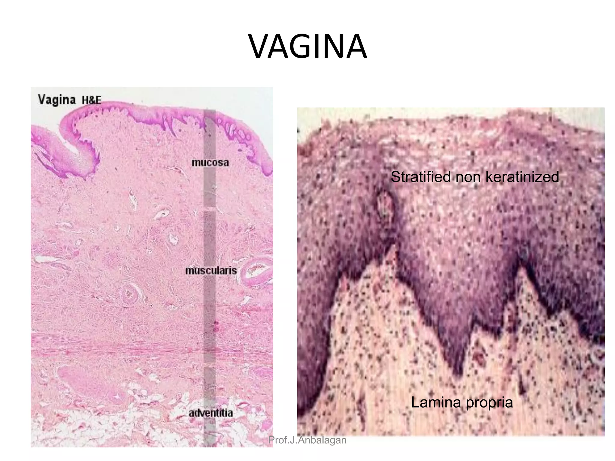Female reproductive system1 copy | PDF
