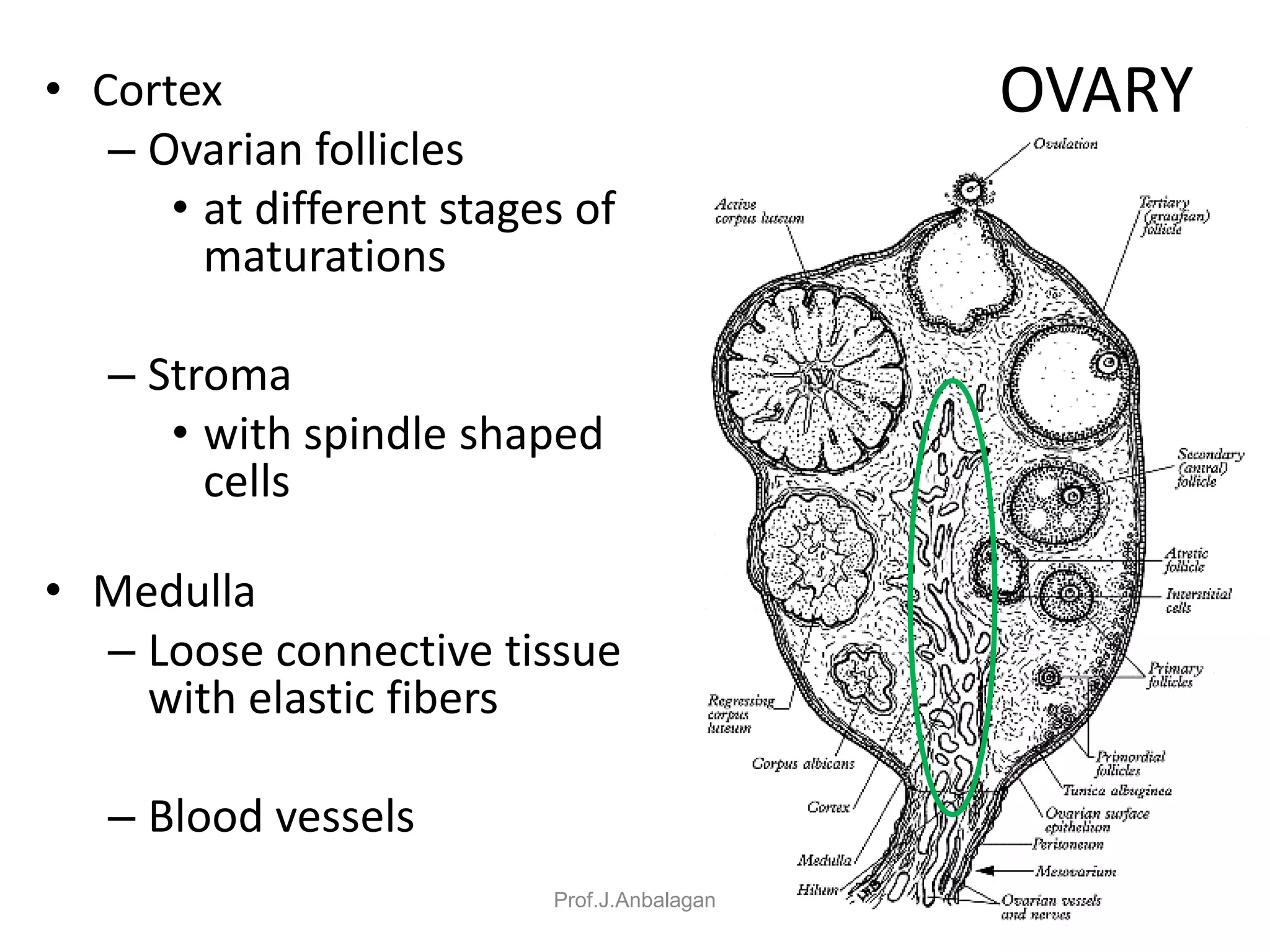 Female reproductive system1 copy | PDF