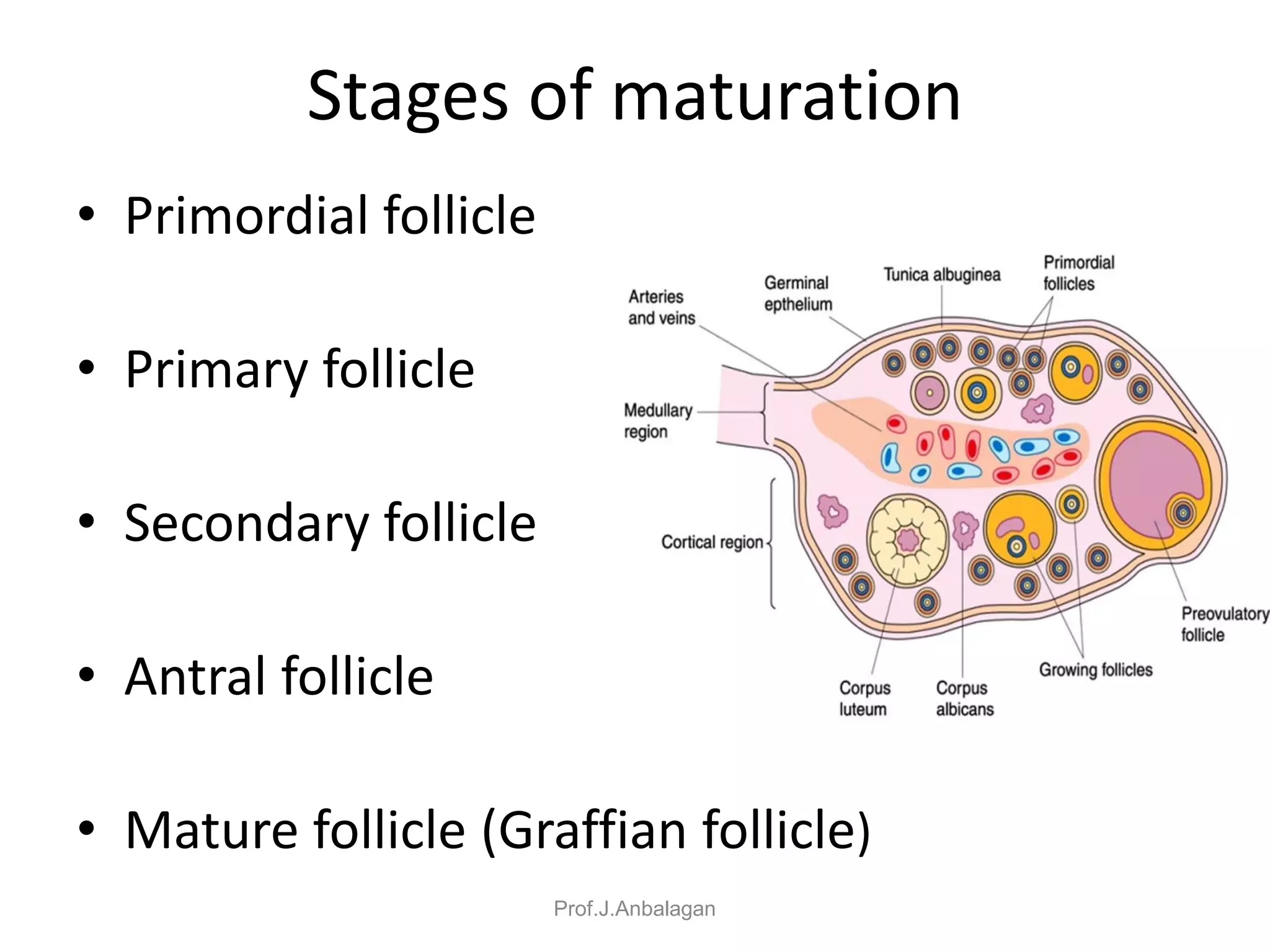 Female reproductive system1 copy | PDF