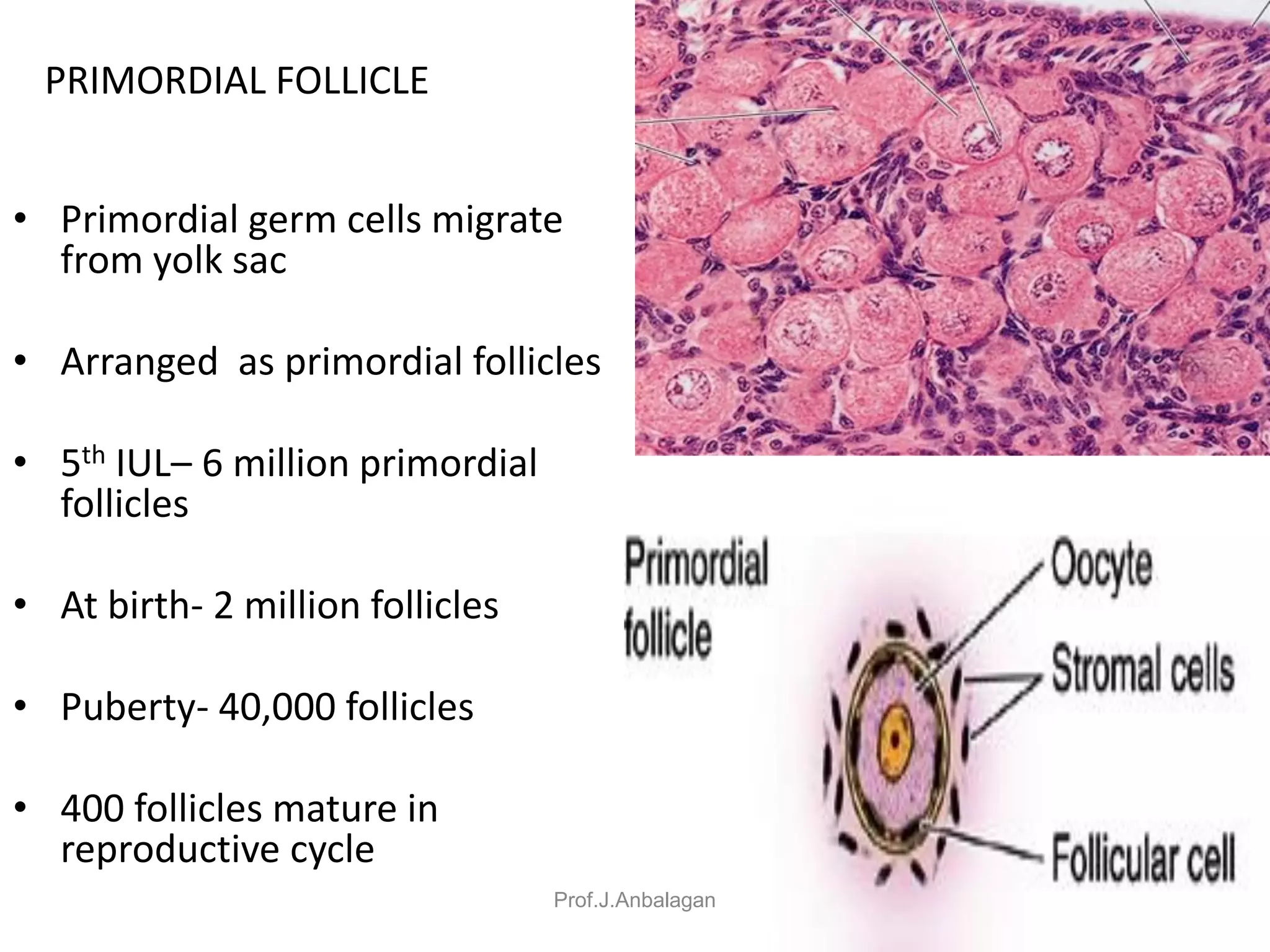 Female reproductive system1 copy | PDF