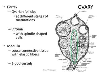 Female reproductive system1 copy | PPT