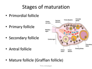 Female reproductive system1 copy | PPT