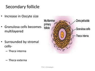 Female reproductive system1 copy | PPT
