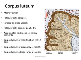 Female reproductive system1 copy | PDF