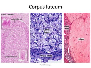 Female reproductive system1 copy | PDF
