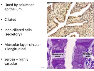Female reproductive system1 copy | PDF
