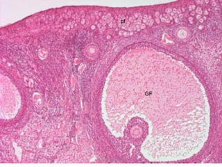 Female reproductive system1 copy | PDF