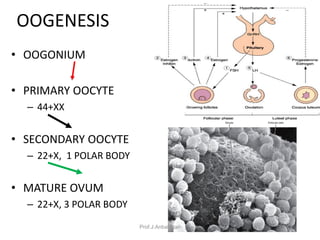 Female reproductive system1 copy | PDF