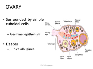 Female reproductive system1 copy | PDF
