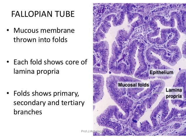 Female reproductive system1 copy