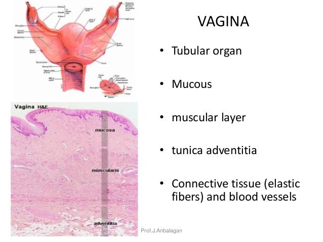 Female reproductive system1 copy