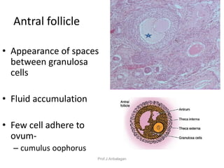 Female reproductive system1 copy | PPT