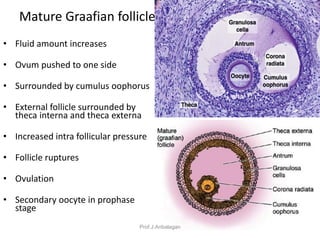 Ovary Slide Labeled Graafian Follicle