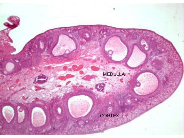 Female reproductive system1 copy