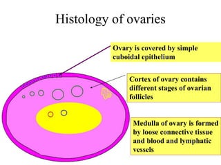 Female reproductive system | PPTX