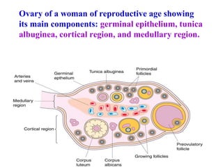 Female reproductive system | PPTX