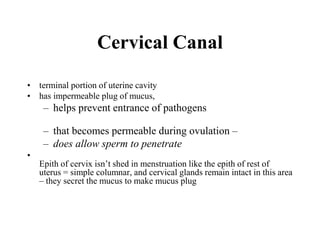 Female reproductive system | PPTX