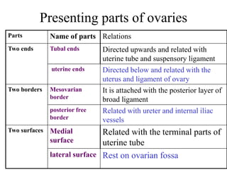 Female reproductive system | PPTX