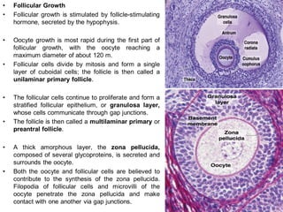 Female2 | PDF