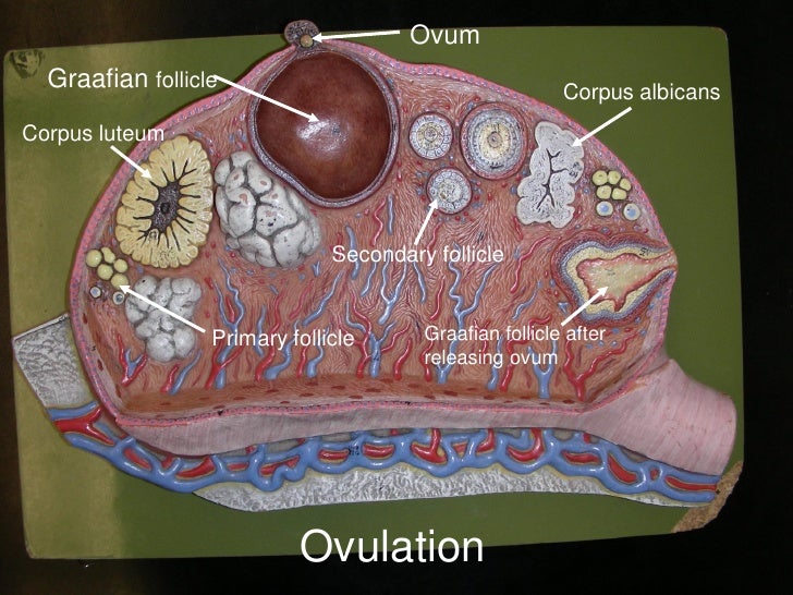 Ovarian Follicles Model Ovary With Corpus Luteum, Corpus Albicans,