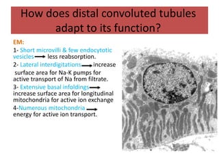Female and urinary | PPT