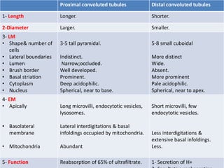 Female and urinary | PPT