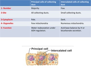 Female and urinary | PPTX