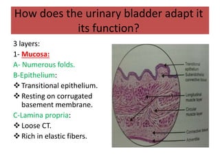 Female and urinary | PPT