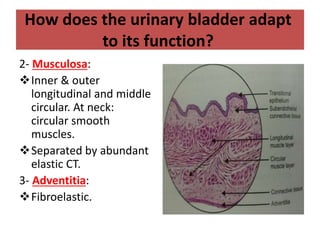 Female and urinary | PPT