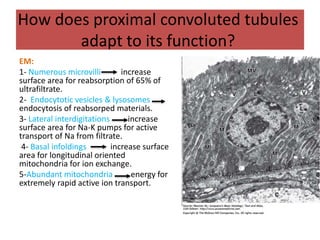 Female and urinary | PPT