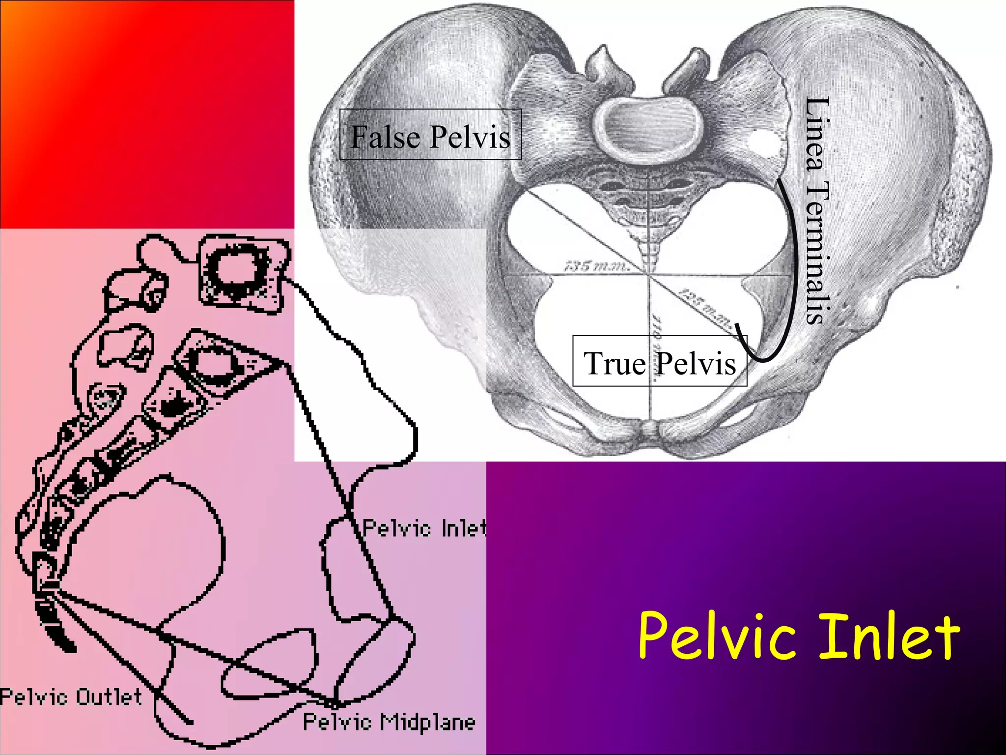 FEMALE PELVIC APPLIED ANATOMY BY DR SHASHWAT JANI | PPT