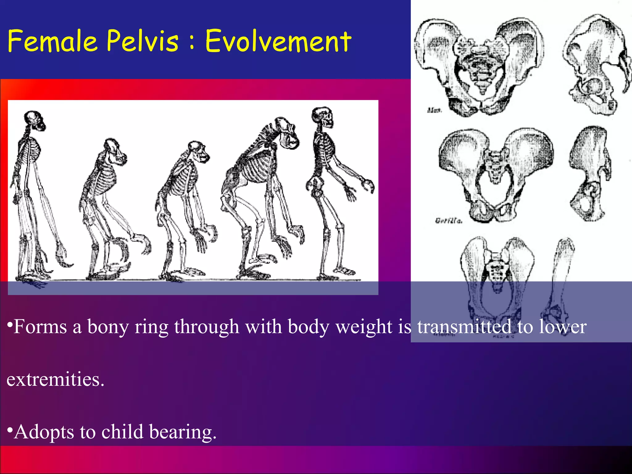 FEMALE PELVIC APPLIED ANATOMY BY DR SHASHWAT JANI | PPT