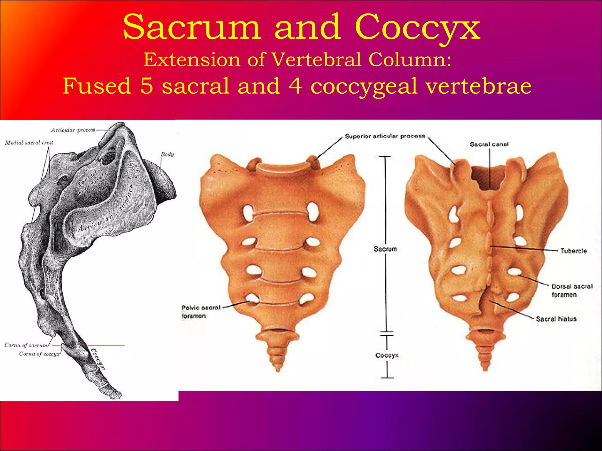 FEMALE PELVIC APPLIED ANATOMY BY DR SHASHWAT JANI | PPT