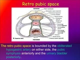 FEMALE PELVIC APPLIED ANATOMY BY DR SHASHWAT JANI | PPT