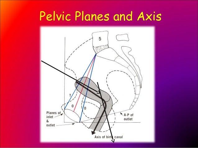 FEMALE PELVIC APPLIED ANATOMY BY DR SHASHWAT JANI