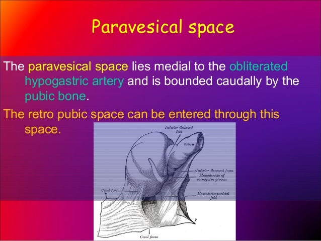 FEMALE PELVIC APPLIED ANATOMY BY DR SHASHWAT JANI