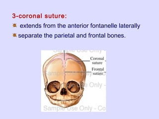 Female bony pelvis and fetal skull for undergraduate | PPT