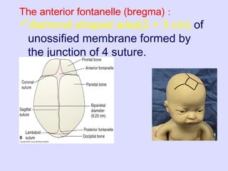 Female bony pelvis and fetal skull for undergraduate | PPT