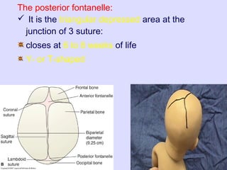 Female bony pelvis and fetal skull for undergraduate | PPT